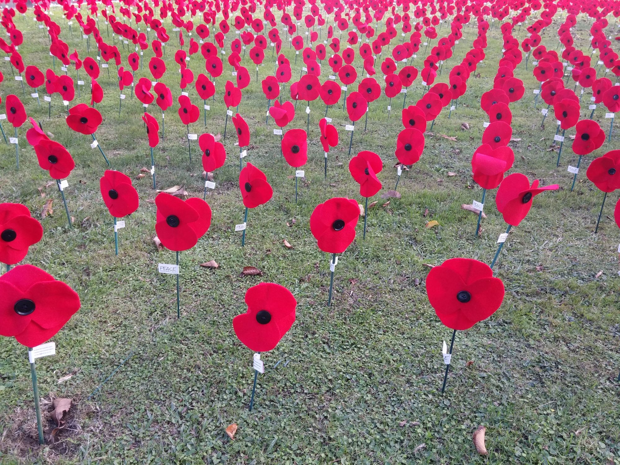 How to Commemorate ANZAC Day 2020 amid the current global crisis