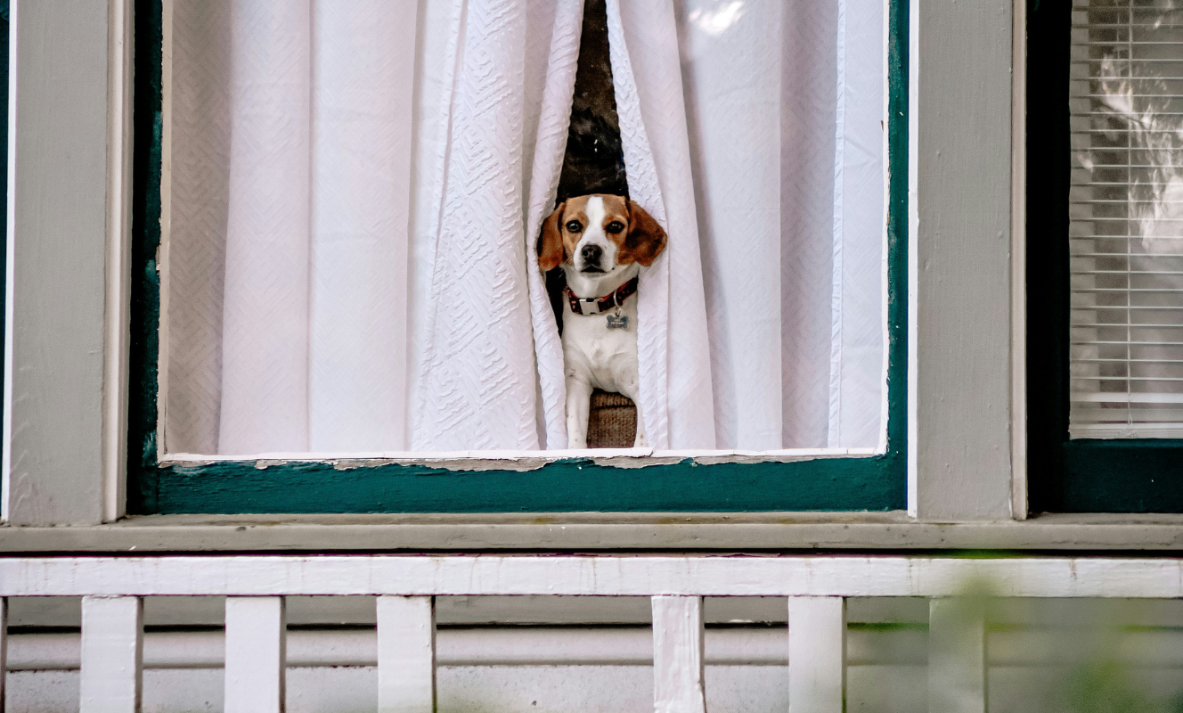 Pet-Sitting House Exchange for Pet Owners & Caretakers